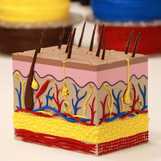 🧪 Integumentary System (Skin Model)・Free 3D File for ・Cults