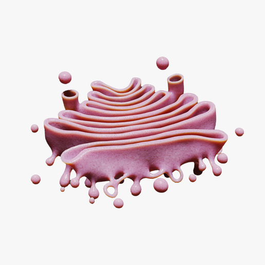 🎒 Golgi Apparatus Anatomy・ 3D File for ・Cults