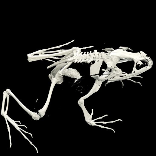 🐸 wrinkled Frog Grugosa RUGOSA FROG AMPHIBIAN FROG MARSH FROG SKELETON ...