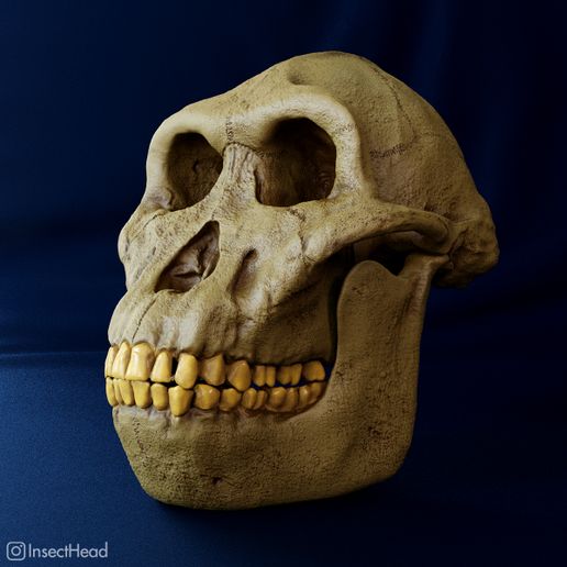 💀 Australopithecus anamensis skull reconstruction・Archivo STL para ...