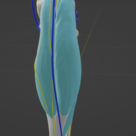 🩸 82 PARTS COMPLETE LOWER LIMB WITH MUSCLES, NERVES, BLOOD VESSELS ...