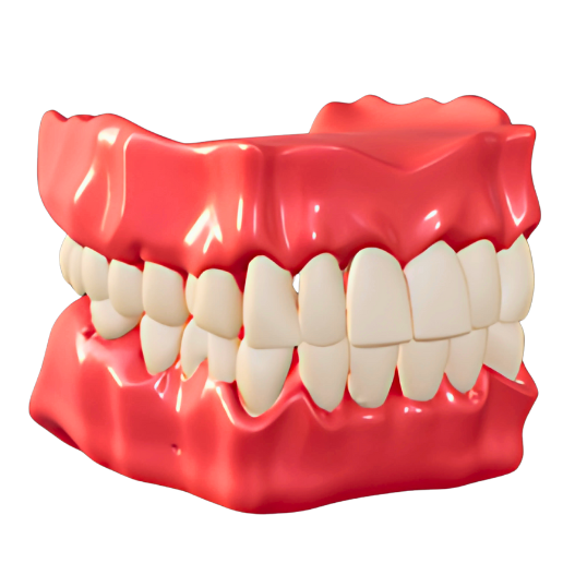 ⚕️ Human Teeth with Gums・ STL File for 3D printing・Cults