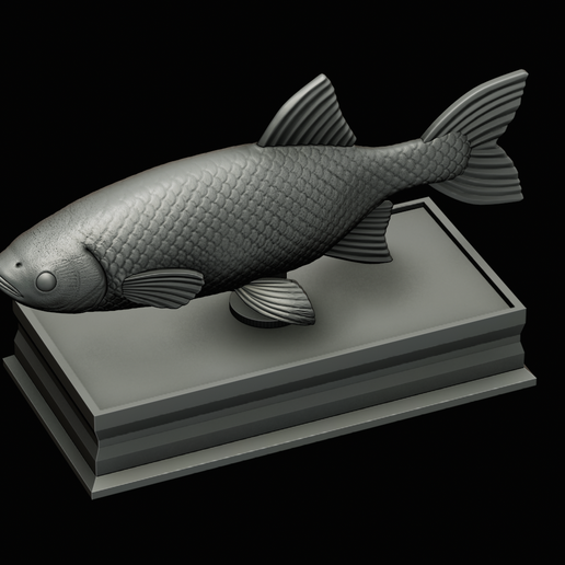 🐠 fish common rudd / Scardinius erythrophthalmus with storage space ...