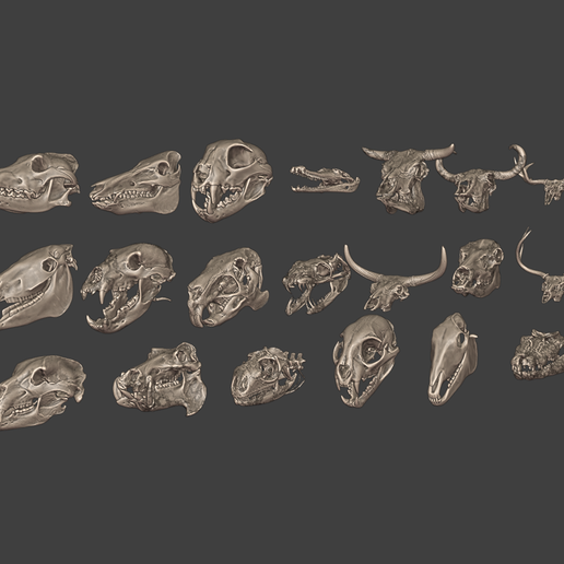 👾 Animals skulls・Archivo STL para Impresión 3D・Cults
