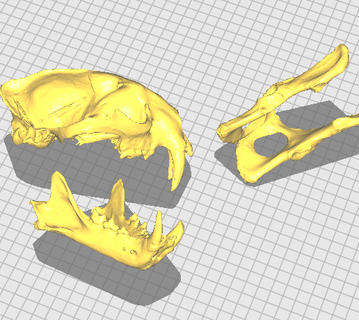 Free STL file clouded leopard skull 🐆 ・3D printing design to download・Cults