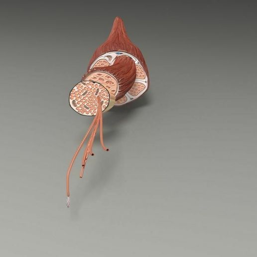 Muscle cross section 3D model・ 3D File for 3D printing・Cults