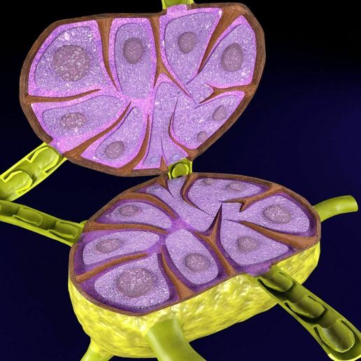 ⚕️ Lymph node Lymphatic system 3D model・ 3D File for 3D printing・Cults