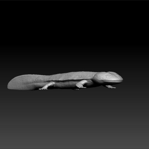 STL file salamander - animal - animal toy for kids 🦎 ・3D print design ...