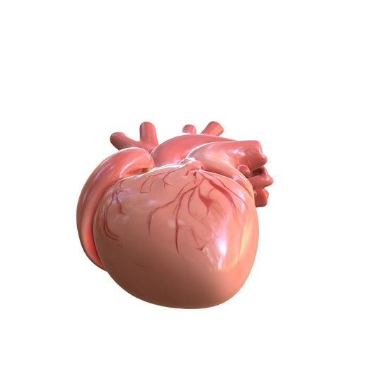 HEART INTESTINAL REALISTIC ANATOMY STOMACH ESOPHAGUS INTESTINE SMALL ...