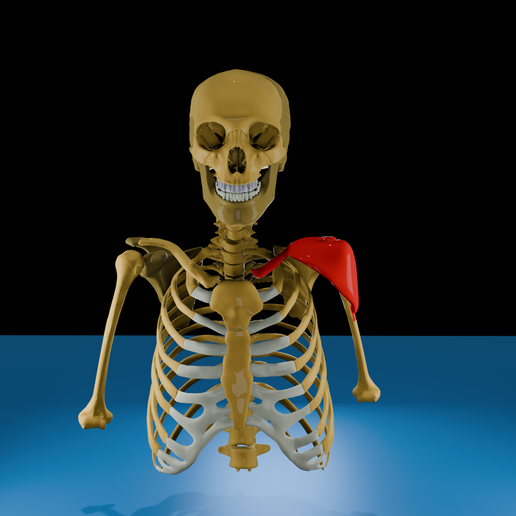 shoulder muscle anatomy 3d