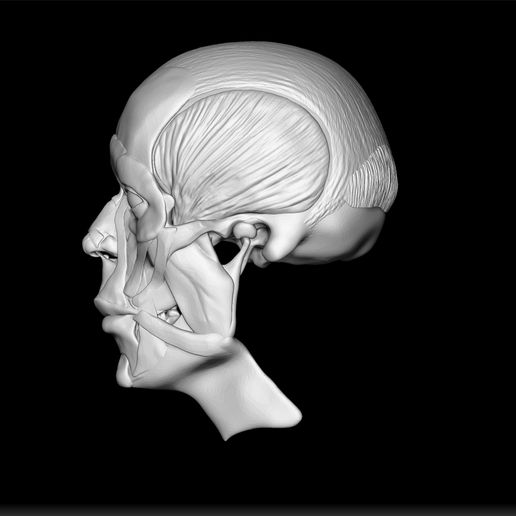 ⚕️ Músculos de la Cara Anatomía Médica - Impresión 3D Modelo Músculo ...