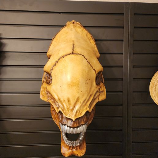 👽 ALIEN VS PREDATOR SKULL PACK・3D Print with the Ender 5 max 3D printer ...