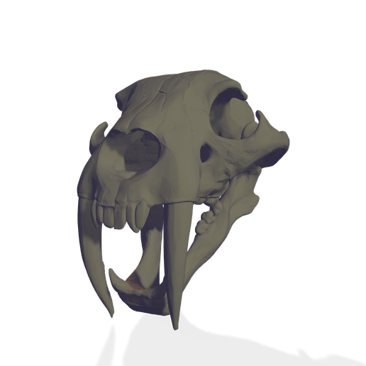 🐅 Sabertooth Tiger Skull・ OBJ File for 3D printing・Cults