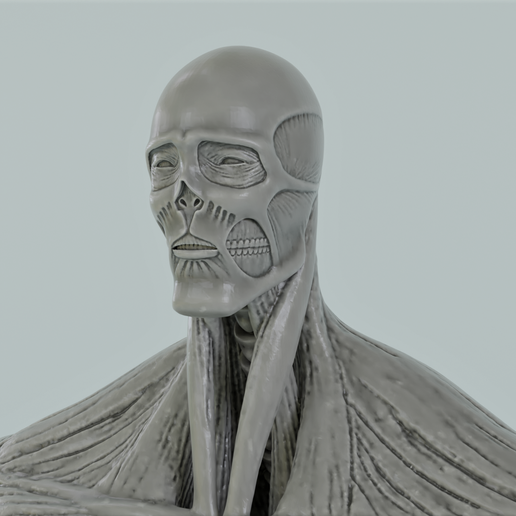 armin titan form drawing