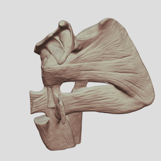 shoulder muscle anatomy 3d