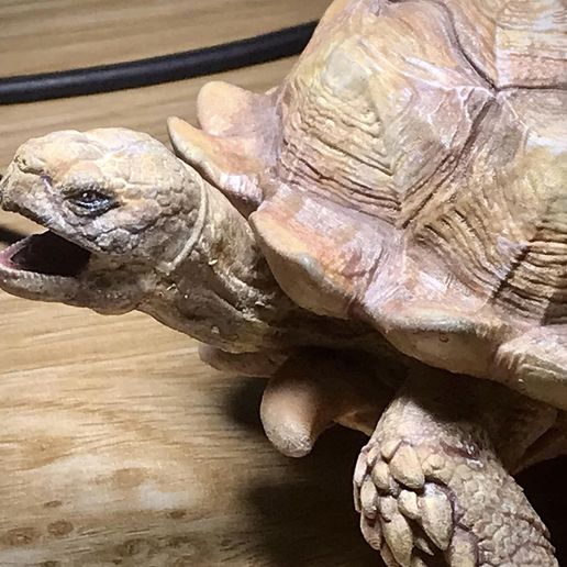 STL file AGGRESSIVE TORTOISE ️‍🔥 ・3D printer design to download・Cults