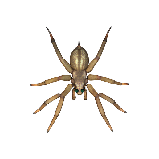 🐺 Wolf spider・ STL File for 3D printing・Cults
