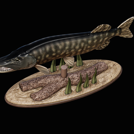 🐠 fish NORTHERN PIKE (ESOX LUCIUS) in motion 2 natural base detailed ...