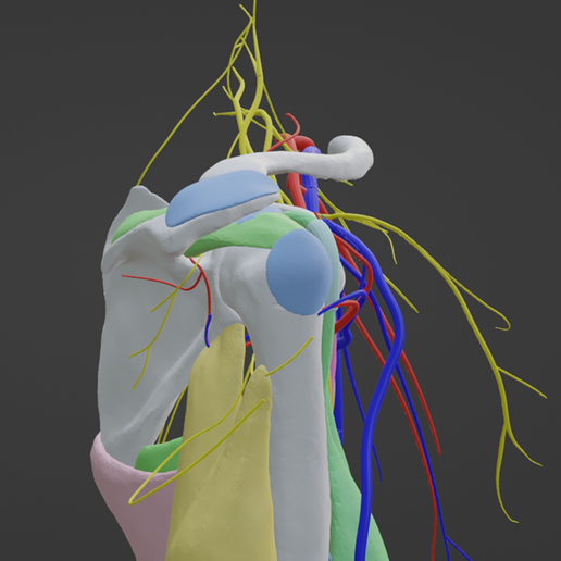 Archivo STL COMPLETE UPPER LIMB ANATOMY WITH MUSCLES, BONES, NERVES ...