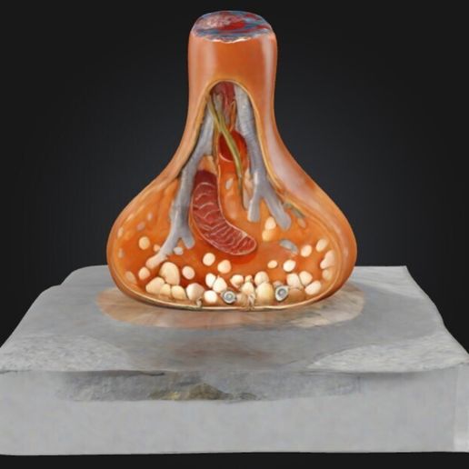 STL file 3D Model of Synapse 🧪 ・3D printing template to download・Cults