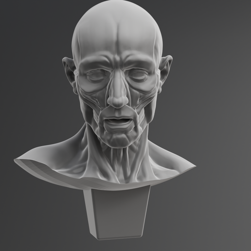 🗿 Houdon Ecorche STL model・ STL File for 3D printing・Cults