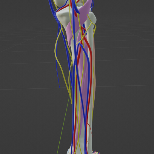 🩸 82 PARTS COMPLETE LOWER LIMB WITH MUSCLES, NERVES, BLOOD VESSELS ...