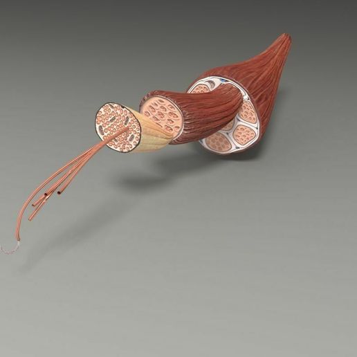 Muscle cross section 3D model・ 3D File for 3D printing・Cults