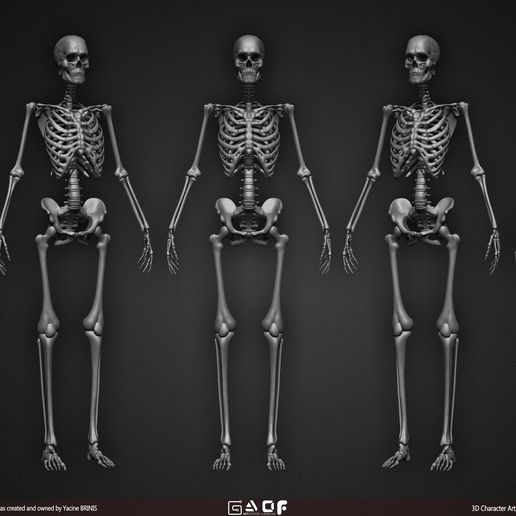 💀 Highly Detailed Human Skeleton (Female)・ 3D File for 3D printing・Cults