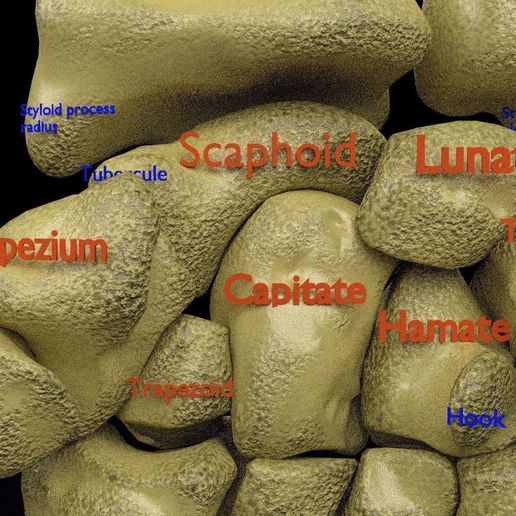 💀 Human skeleton set complete separable labelled bone names parts 3D ...