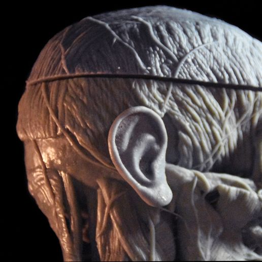 💀 Ecorche Head Anatomy – Highly Detailed 3D Print Model for Artists and ...