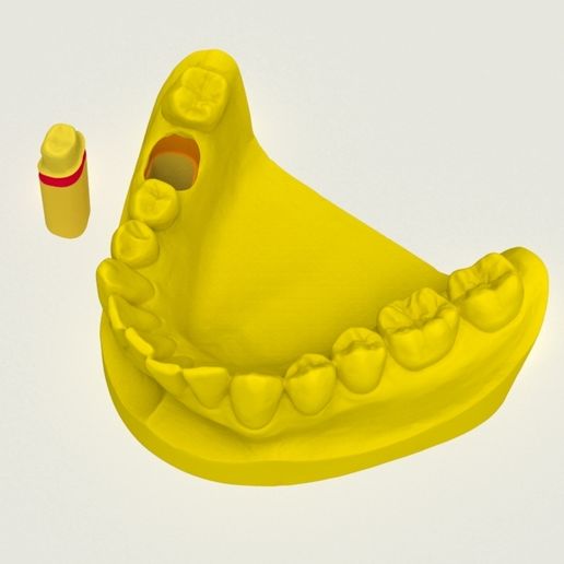 🫀 Anatomical model of real human teeth・ 3D File for 3D printing・Cults