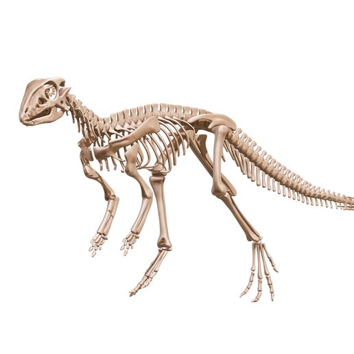 💀 Hypsilophodon: Complete skeleton・ STL File for 3D printing and CNC ...