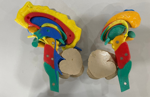 limbic system 3d print