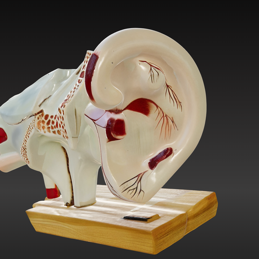 STL file 3D Ear Anatomy Model 👂 (OBJ)・Design to download and 3D print・Cults