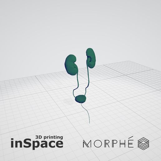 STL file Medical - Kidney - Urinary (solid) - Real size ⚕️ ・3D print ...