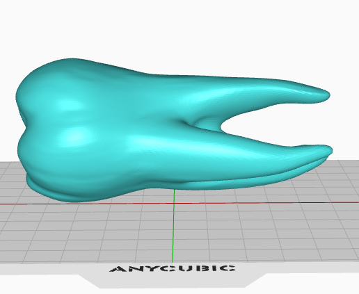 🦷 Molar・Free 3D File for ・Cults