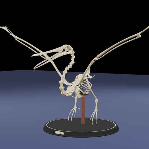 Archivo STL Pelican Skeleton 3D Model – Detailed, Realistic, and Ready ...