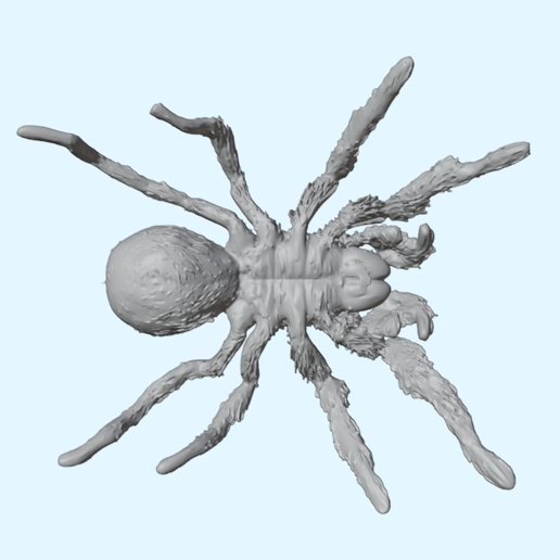 🕷️ Realistic Tarantula・ STL File for 3D printing・Cults