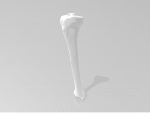 STL file Right Tibia - Female ️ ・Template to download and 3D print・Cults