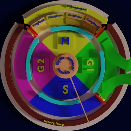 Ciclo celular fases etapas y puntos de control modelo de impresión 3d ...