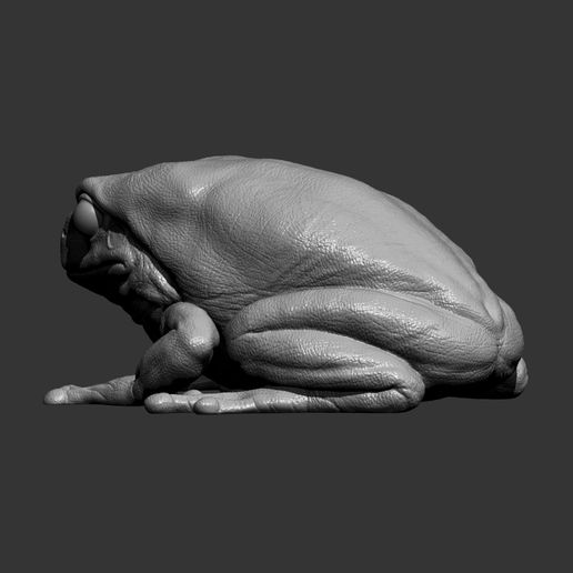 STL file Australian green tree frog 3D print model 🌳 (OBJ)・Model to ...