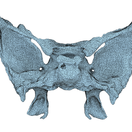 sphenoid bone 3d