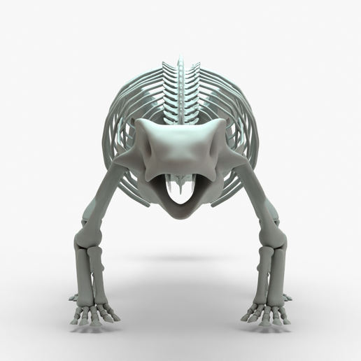 💀 Ankylosaurus Dinosour esqueleto Rigged 3D Print Model・Archivo STL ...