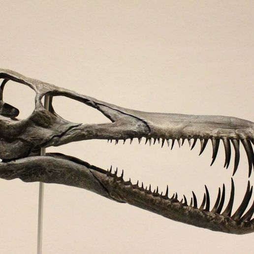💀 Pterosaur skull - Boreopterus・ STL File for 3D printing・Cults