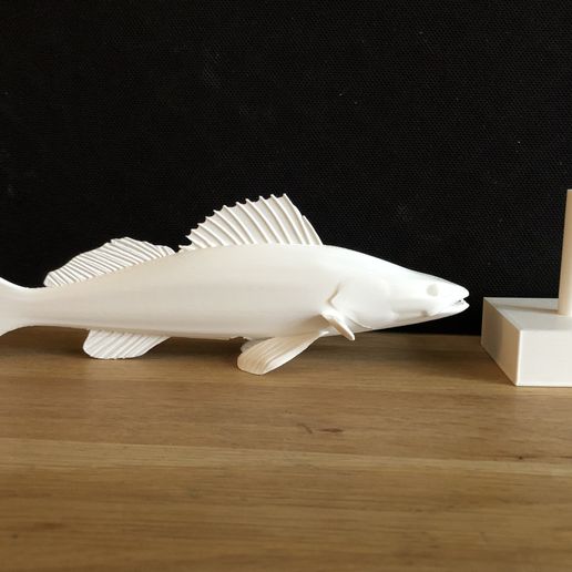 🎣 Zander or Walleye on (optional) pedestal・ STL File for ・Cults