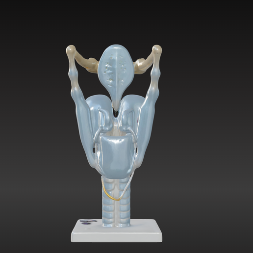 🩻 3D Model of Human Larynx Anatomy with Stand・ STL File for 3D printing ...