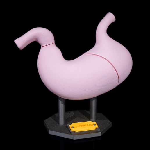 3D file Stomach Anatomical Model 🫀 ・3D printer design to download・Cults
