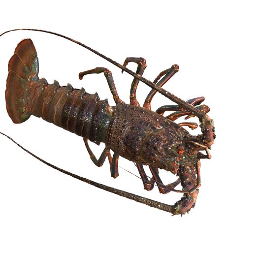 🦞 CRAYFISH Spiny Lobster Japonicus PRAWN LOBSTER CrayFish Cambaroide ...