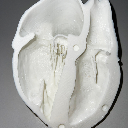 💜 3D Heart Model with Detailed Tricuspid and Mitral Valve・ OBJ File for ...