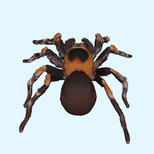 🕷️ Realistic Tarantula・ STL File for 3D printing・Cults